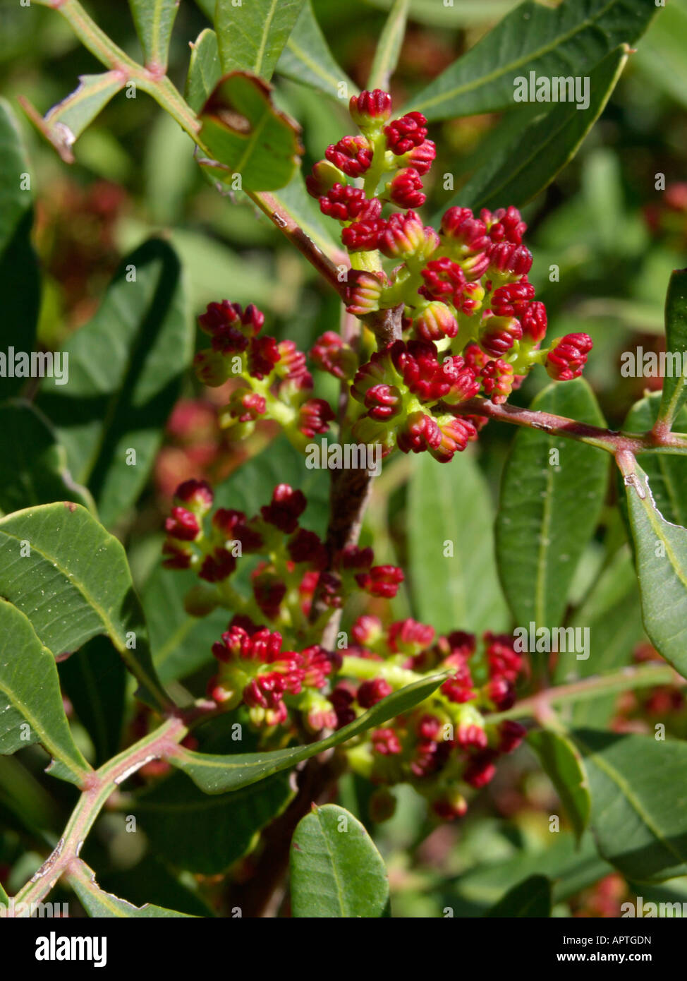 Mastic tree hi-res stock photography and images - Alamy