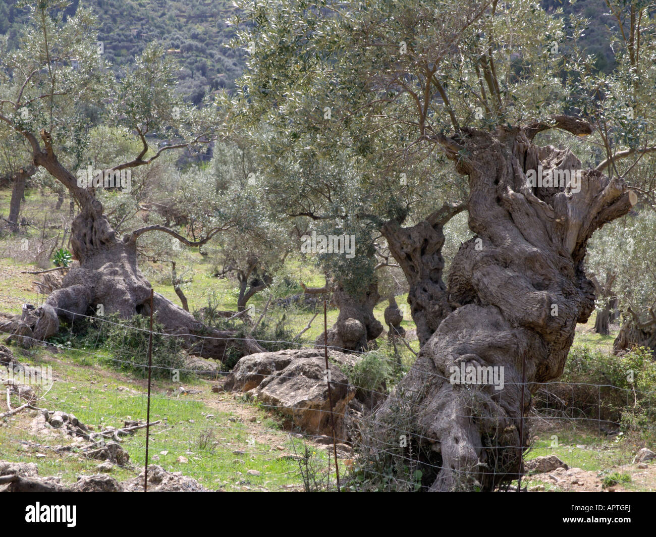 Olive tree (Olea europaea Stock Photo - Alamy