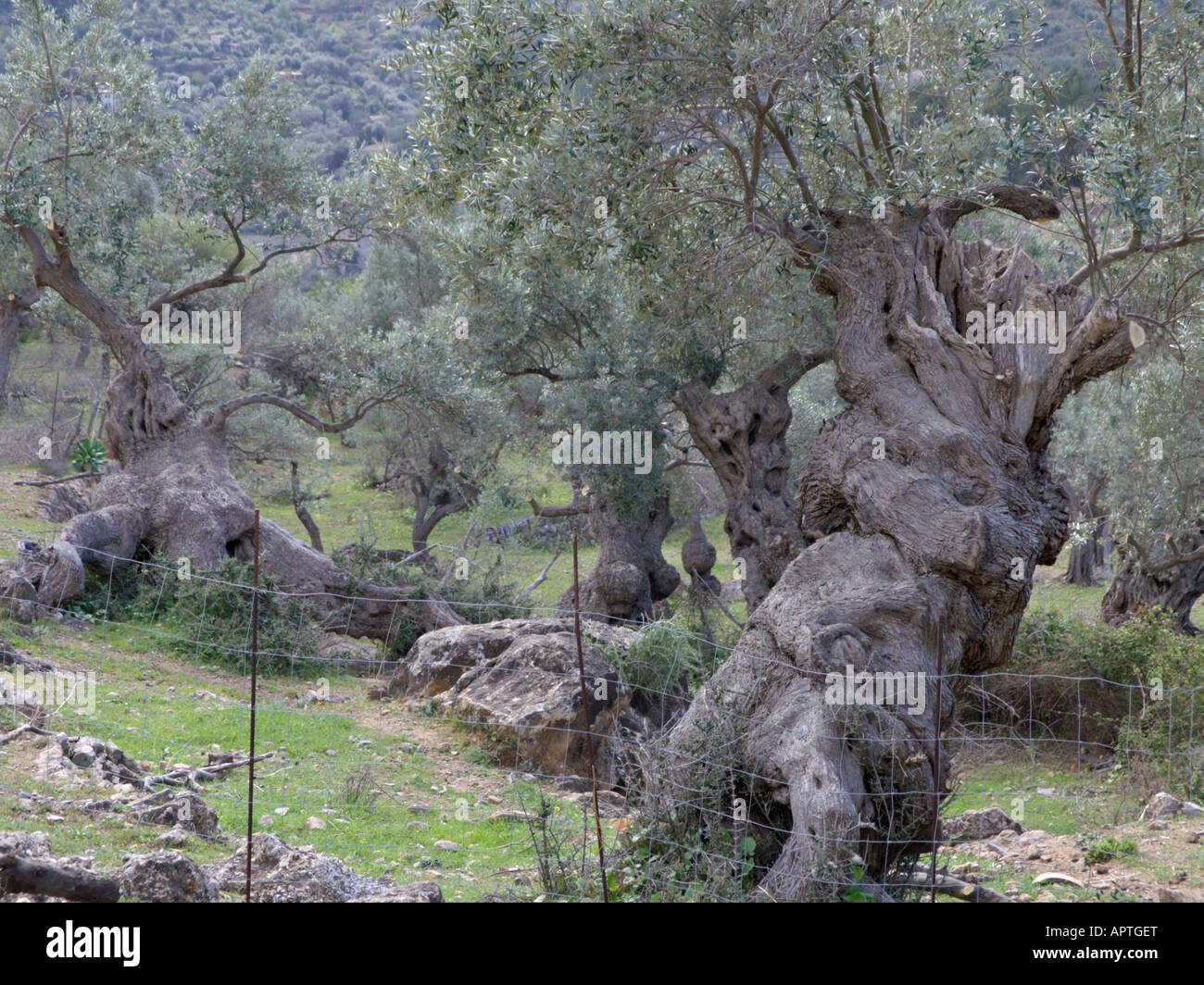 Olive tree (Olea europaea Stock Photo - Alamy