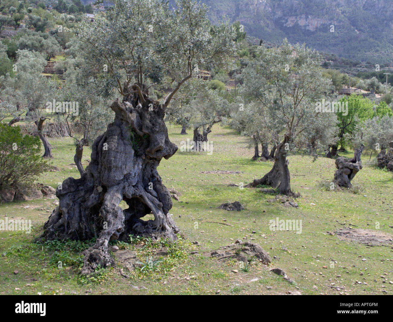 Olive tree (Olea europaea), Majorca, Spain Stock Photo - Alamy
