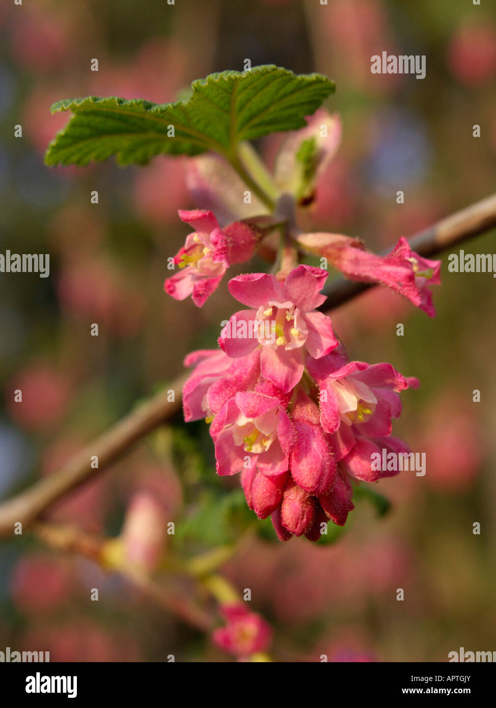 Flowering currant (Ribes sanguineum Stock Photo - Alamy
