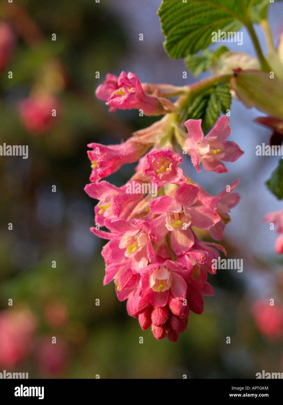 Flowering currant (Ribes sanguineum Stock Photo - Alamy