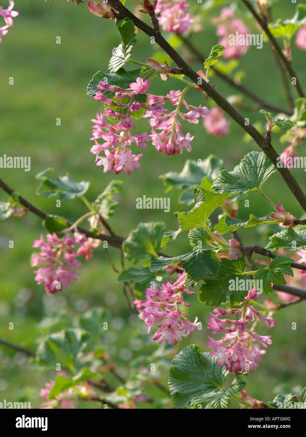 Flowering currant (Ribes sanguineum Stock Photo - Alamy