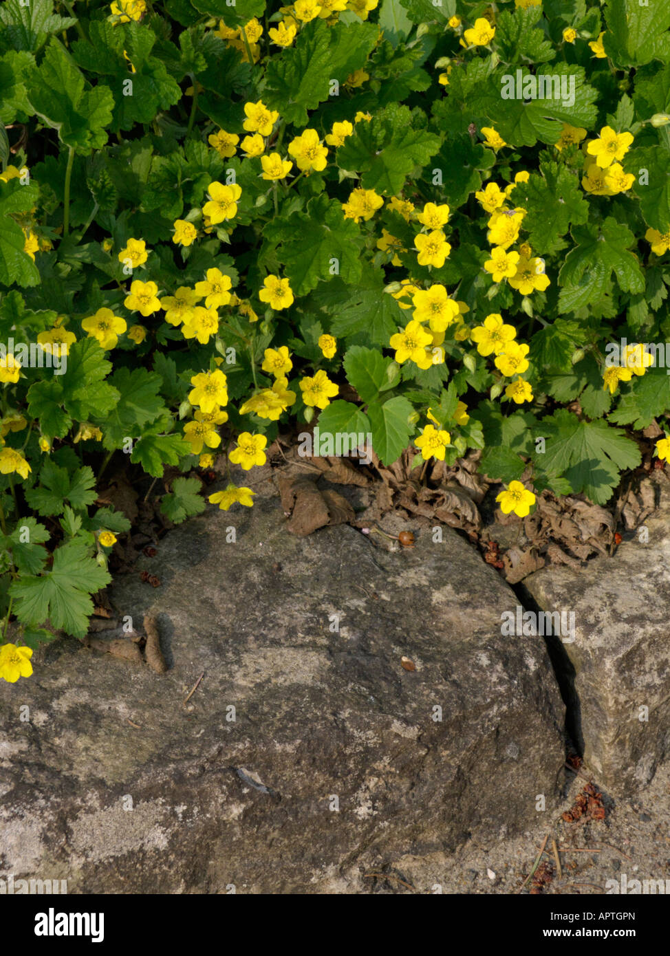 Waldsteinia geoides hi-res stock photography and images - Alamy
