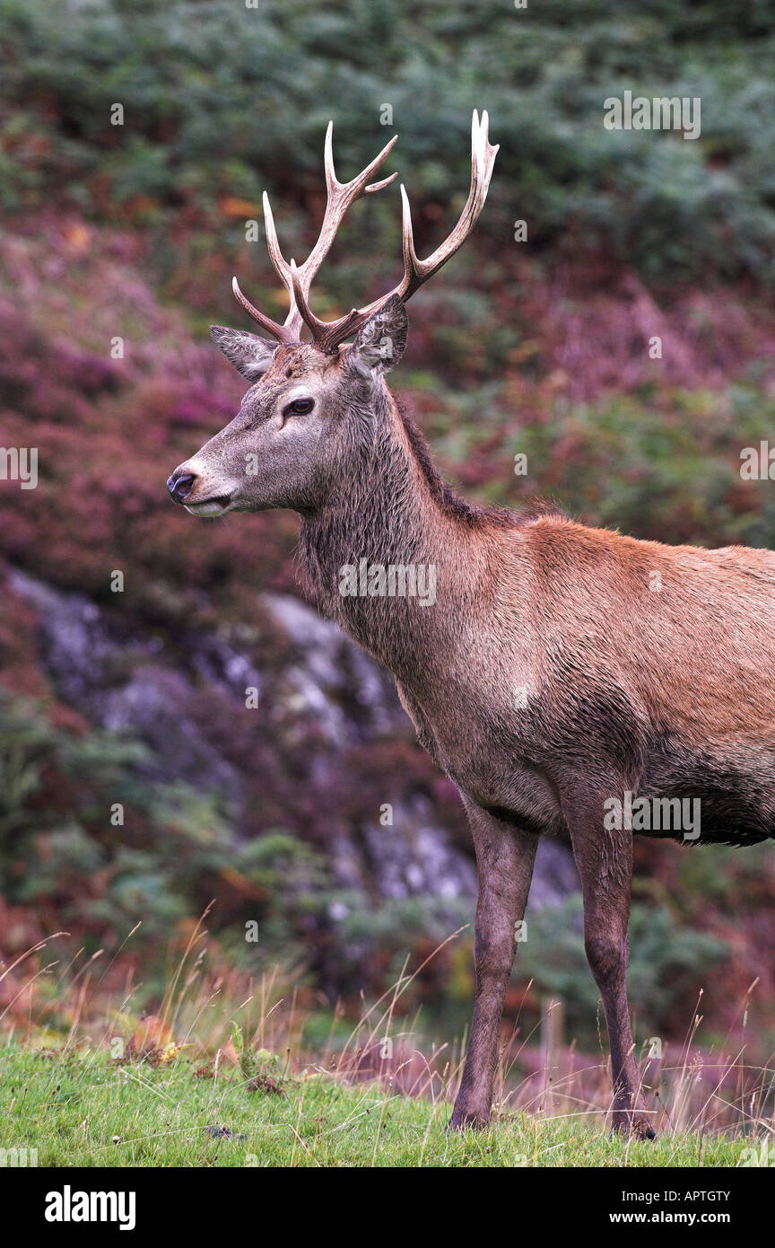 Red Deer stag in rutting season Perthshire Stock Photo - Alamy