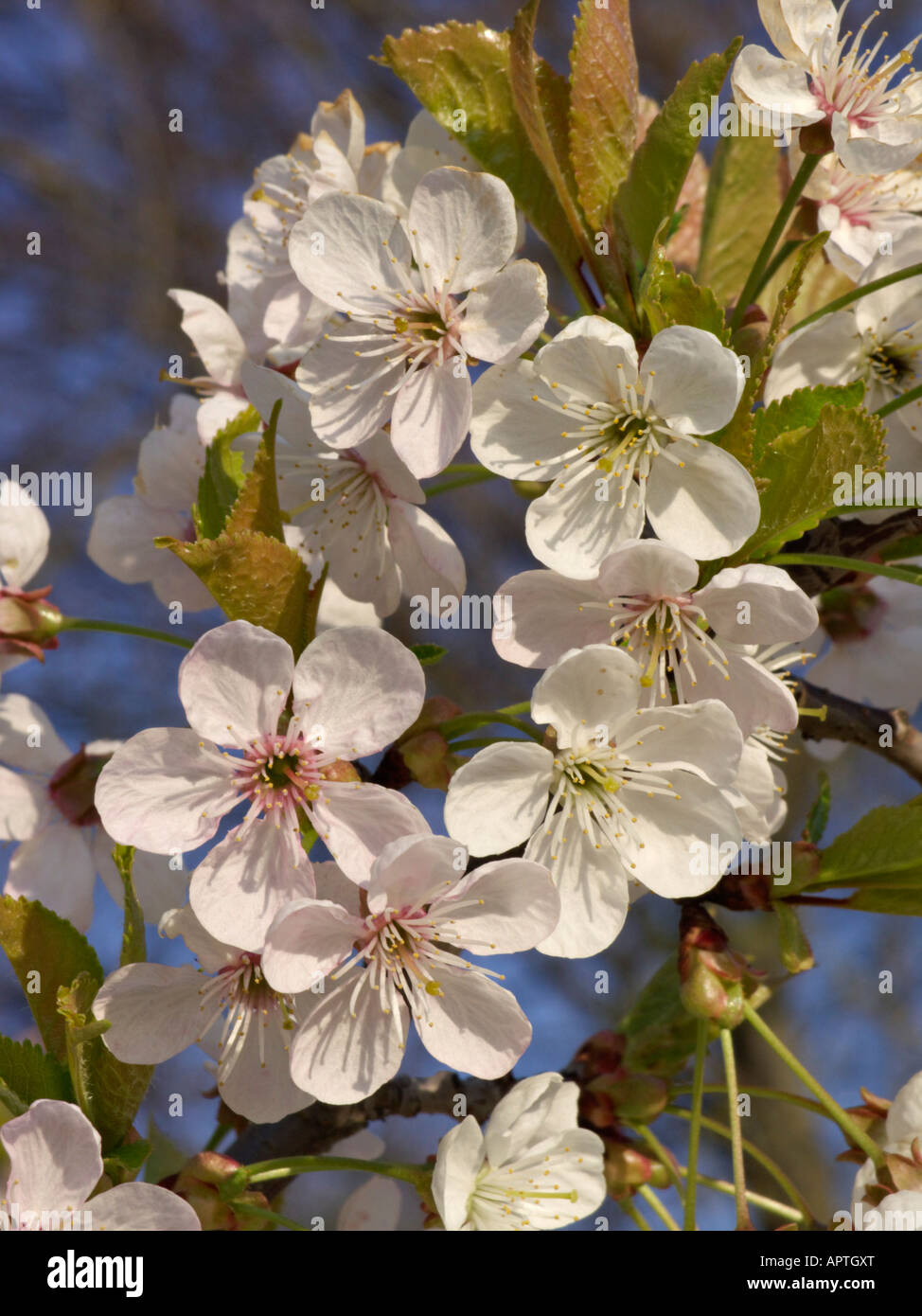 Prunus avium cherry tree fruits hi-res stock photography and images - Alamy