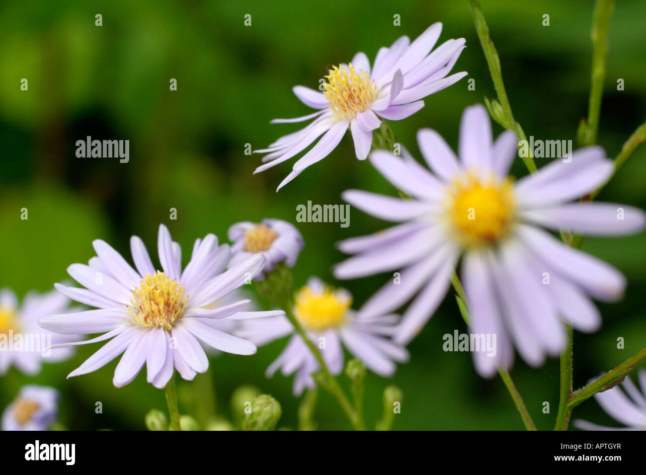 Aster oolentangiensis hi-res stock photography and images - Alamy