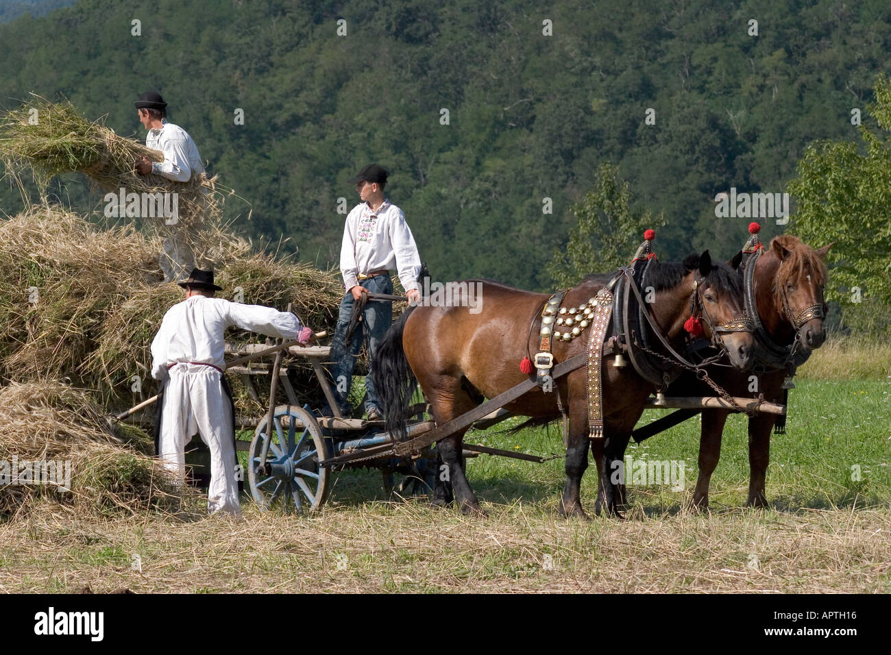 Old fashioned harvest with horses Stock Photo - Alamy