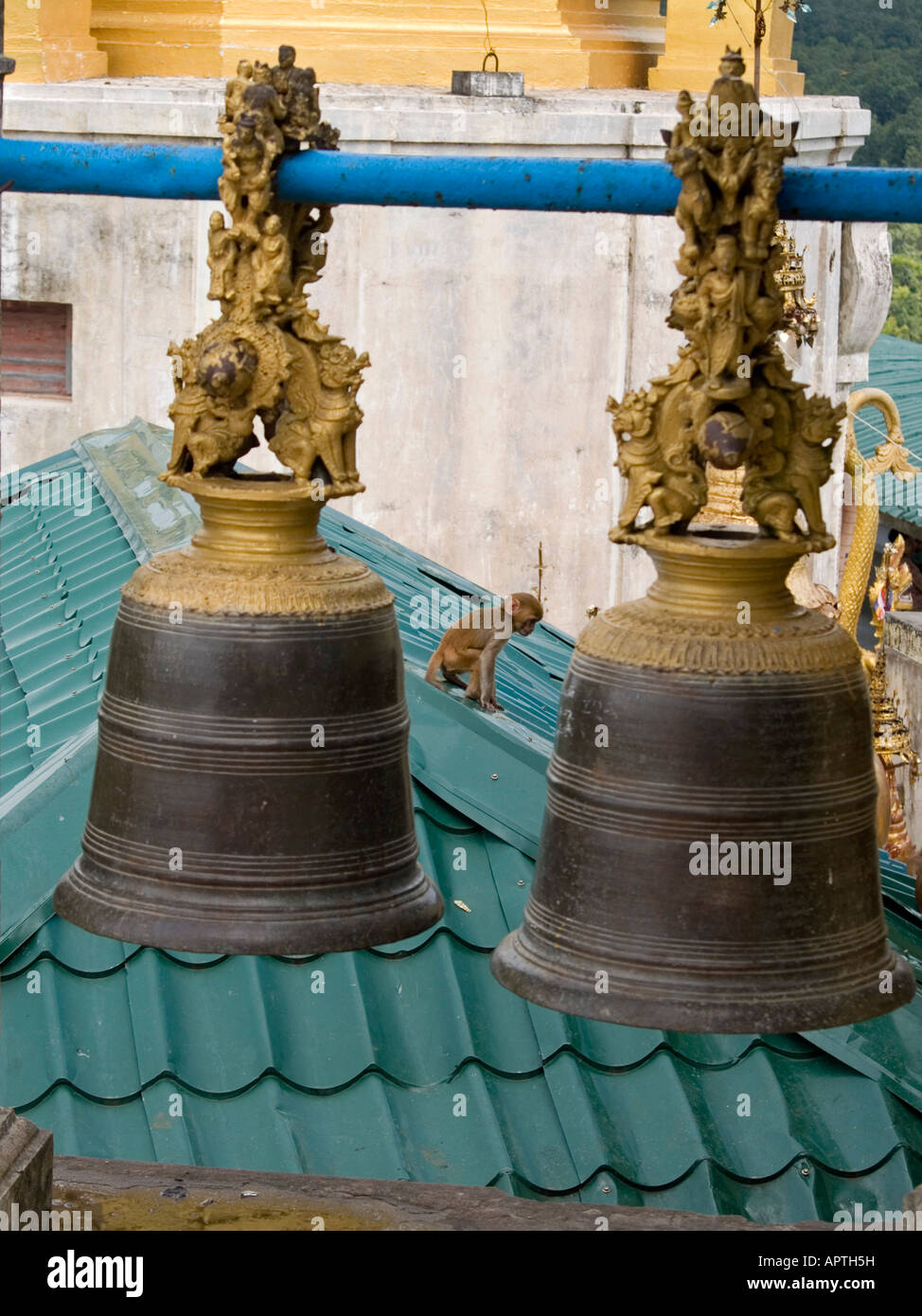 a monkey sits between two bells at the Mount Popa temple in Myanmar ...