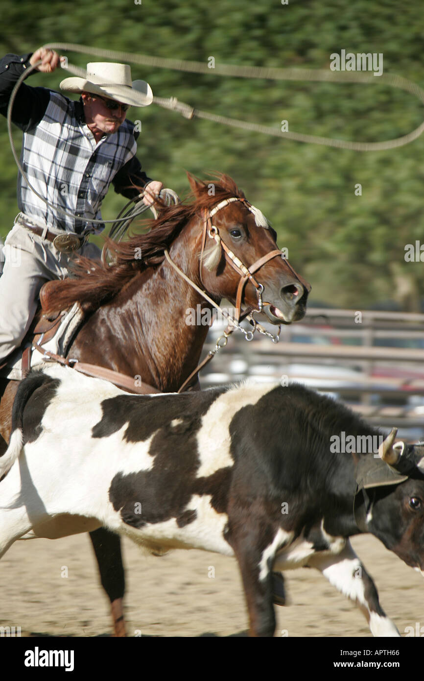 Usa horse rope steer cow hi-res stock photography and images - Alamy