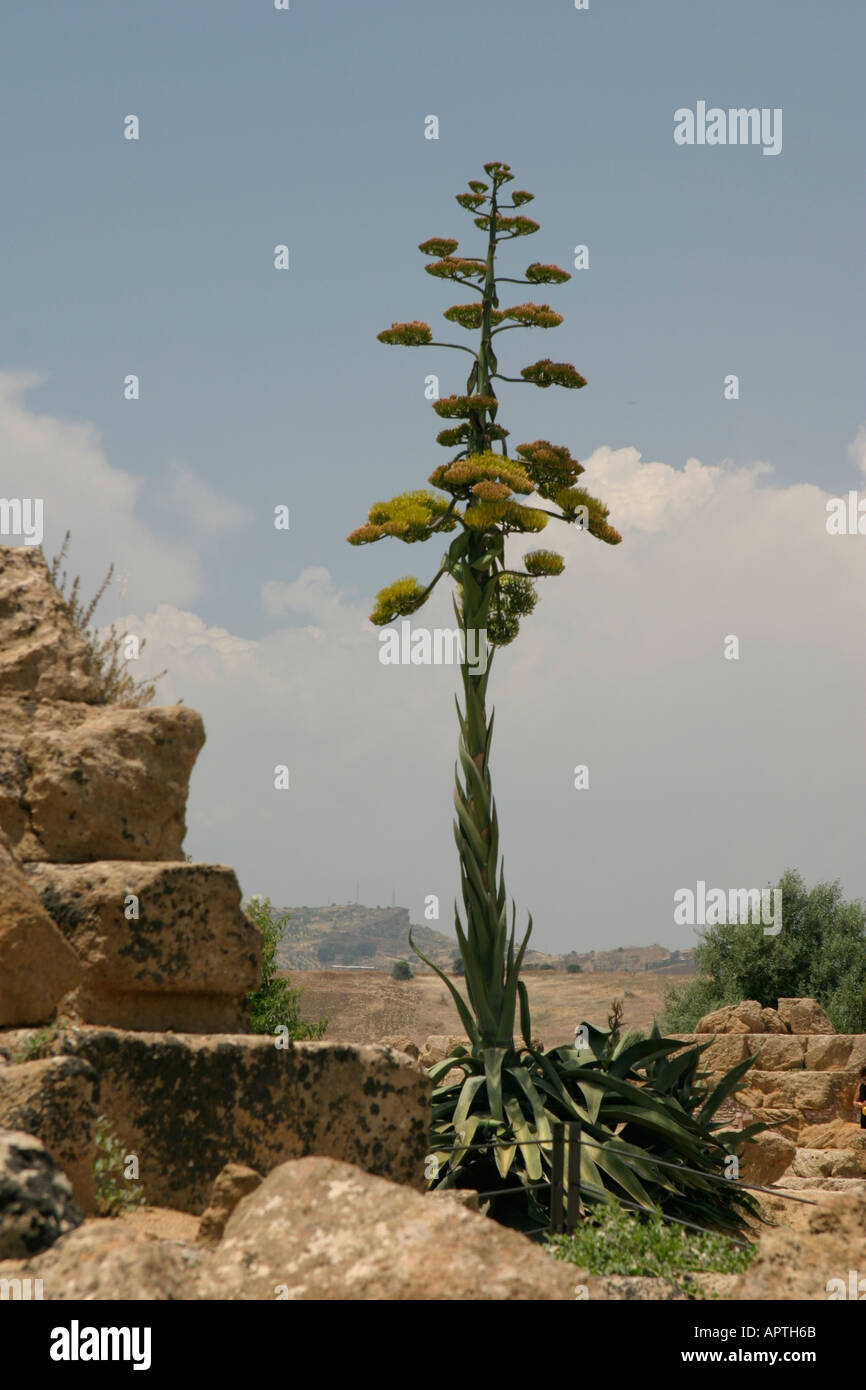 Cactus tree near to temple of Zeus Sicily Agrigento Valley of Temples ...