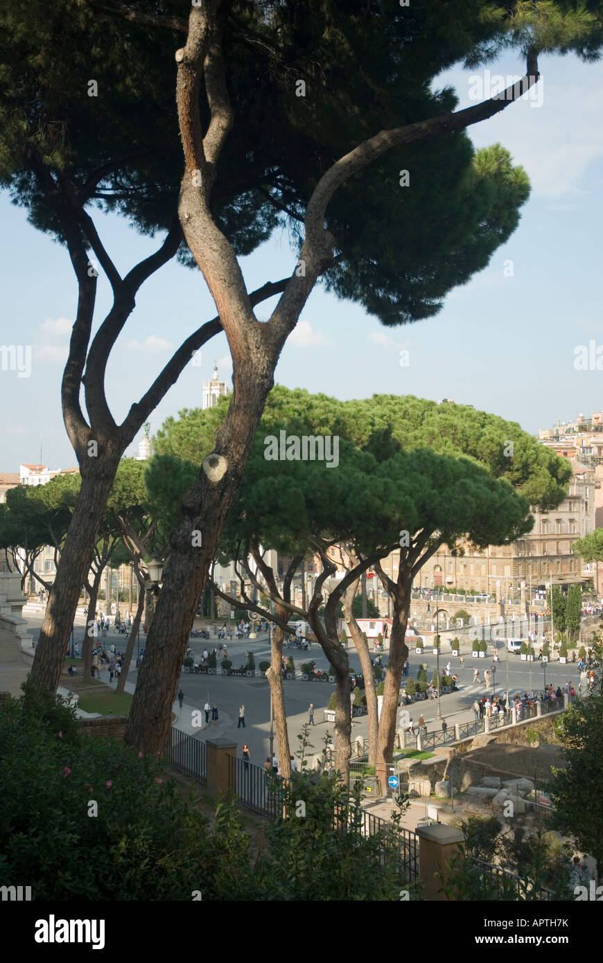 trees near the roman forum ruins Stock Photo - Alamy