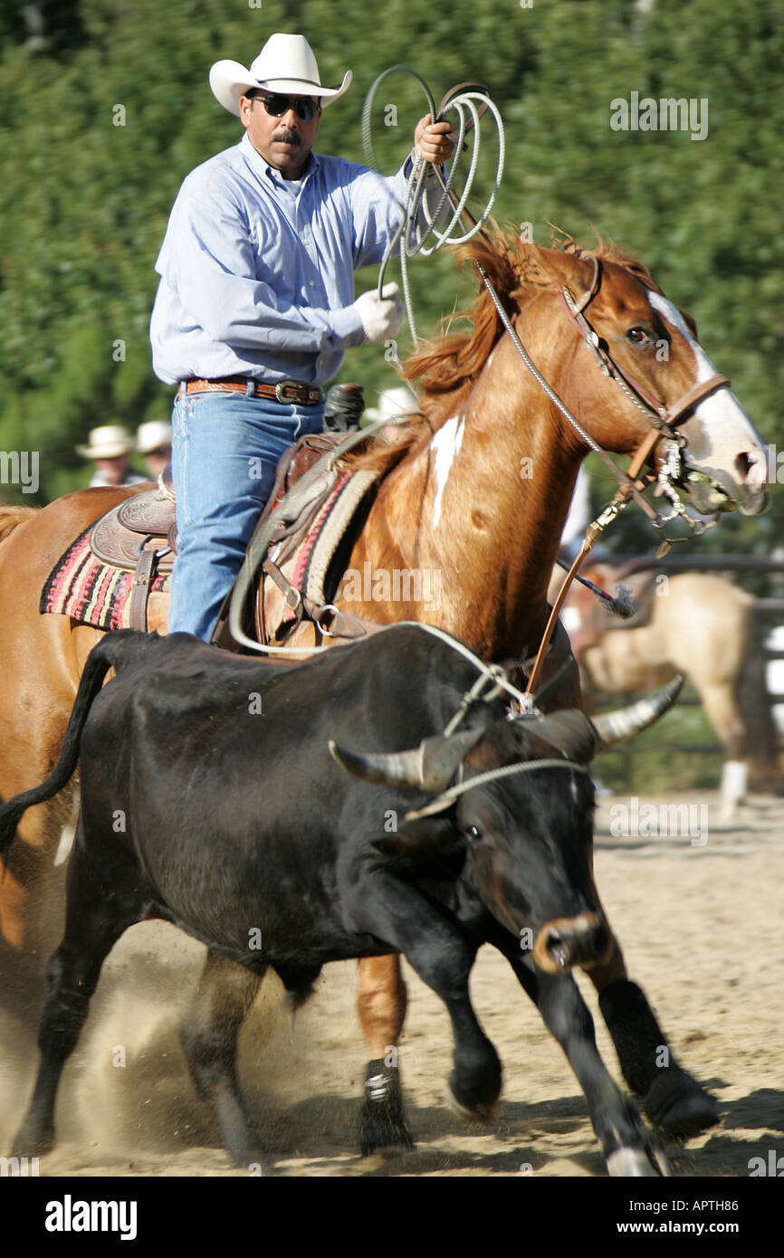 Usa horse rope steer cow hi-res stock photography and images - Alamy