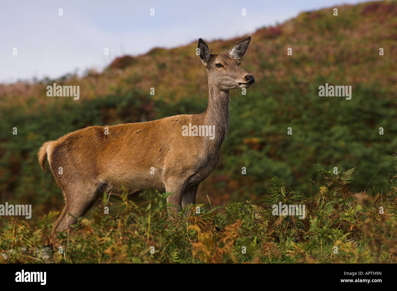 Red Deer doe in rutting season Perthshire Cervus elaphus Stock Photo ...