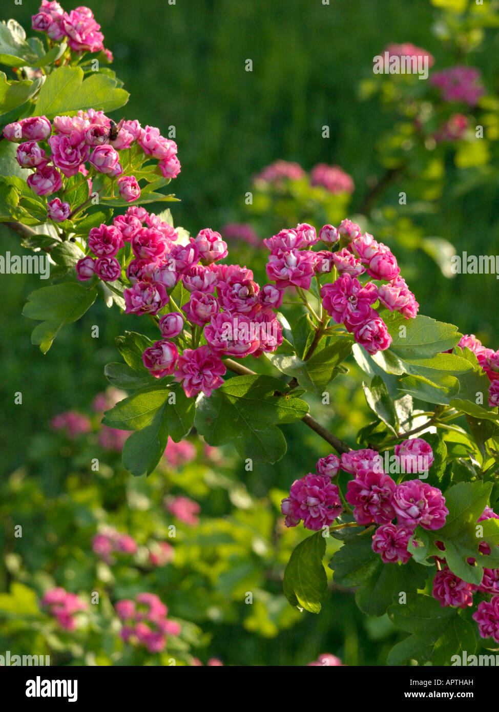 Red hawthorn (Crataegus laevigata 'Paulii' Stock Photo - Alamy