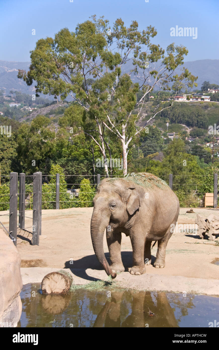 Zoo asian elephant hi-res stock photography and images - Alamy