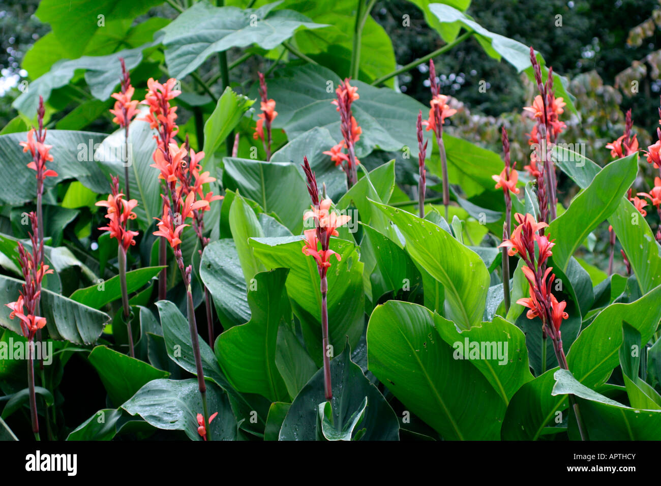 CANNA ORANGE PERFECTION AND MUSA BASJOO Stock Photo - Alamy