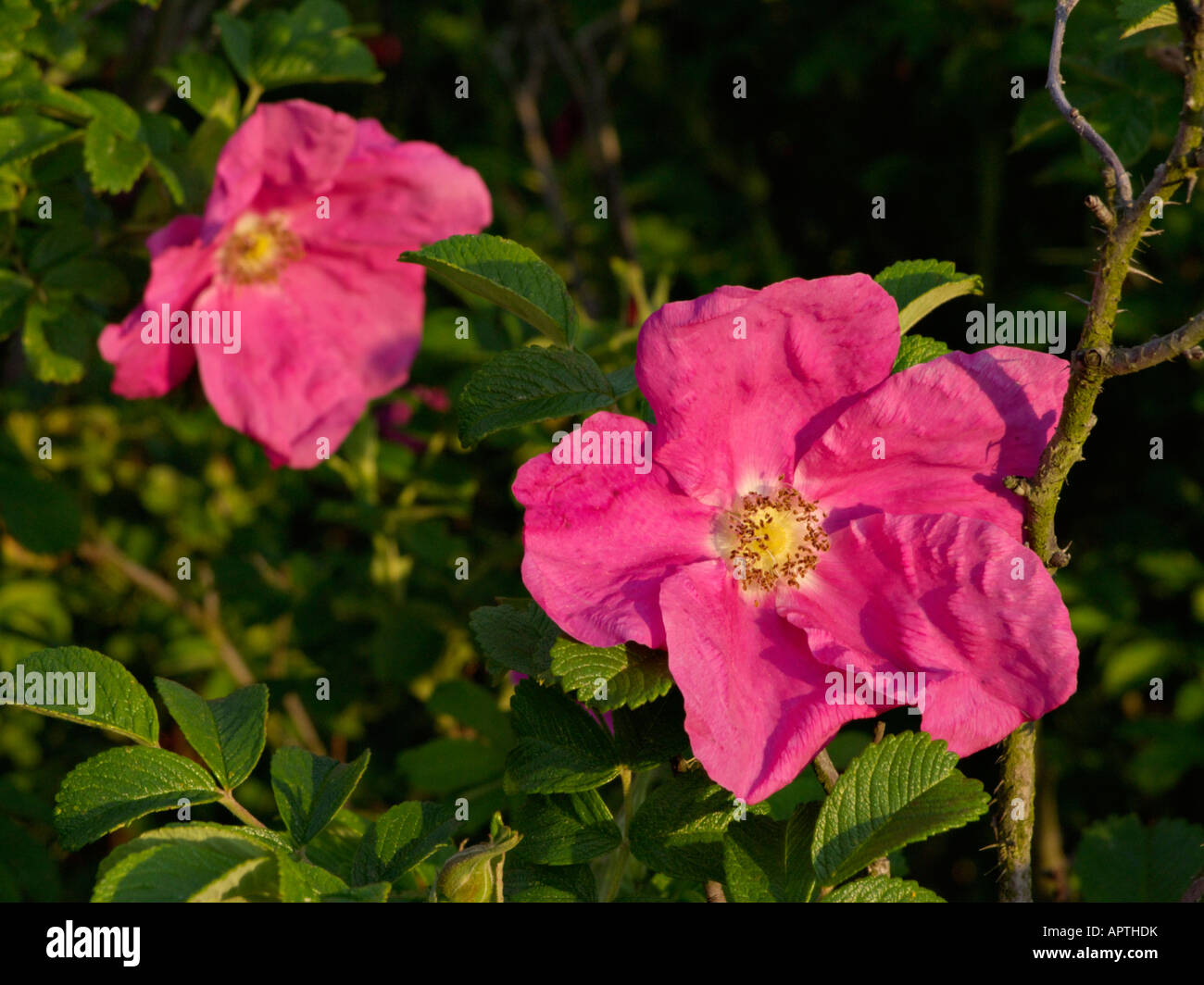 Japanese rose (Rosa rugosa Stock Photo - Alamy