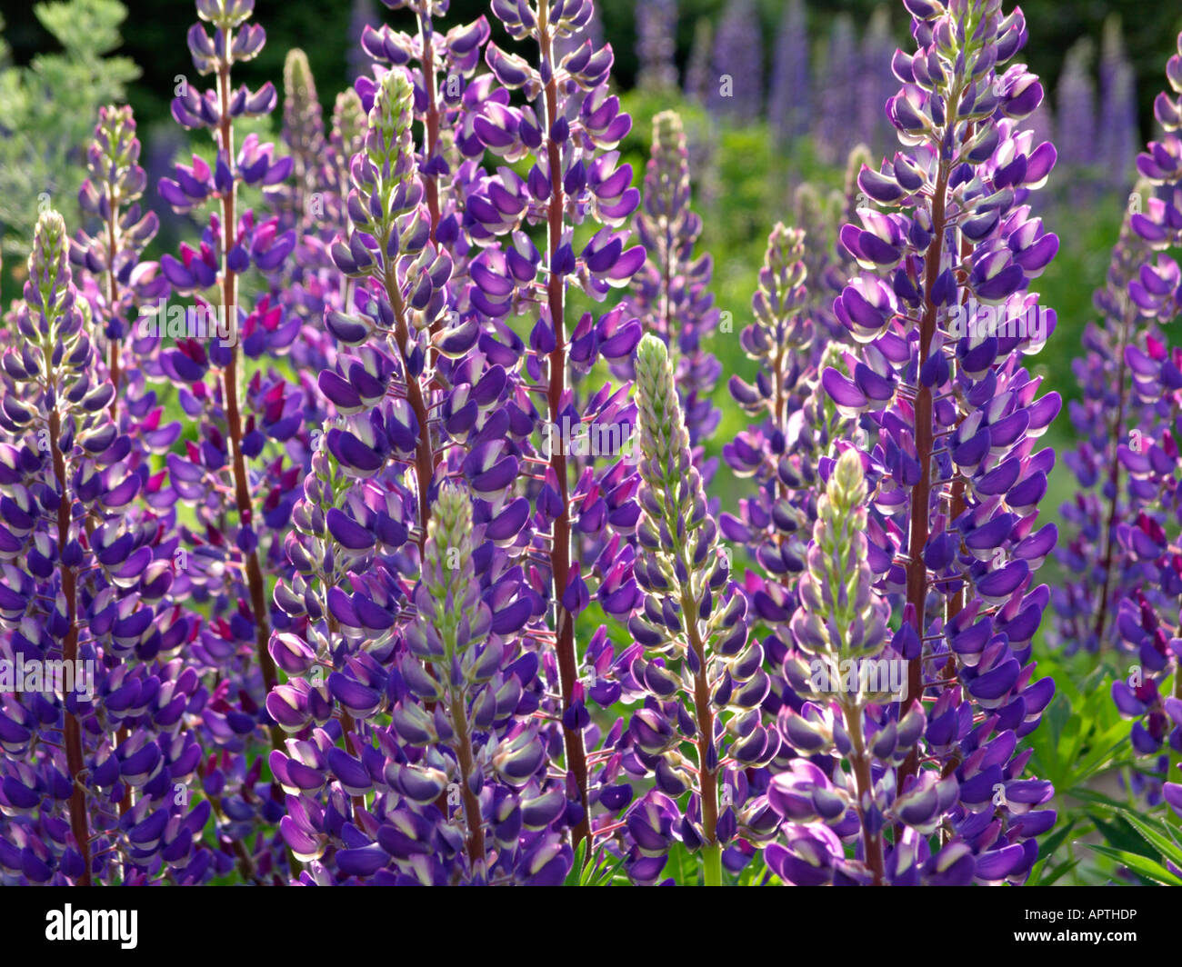 Garden lupin (Lupinus polyphyllus Stock Photo - Alamy