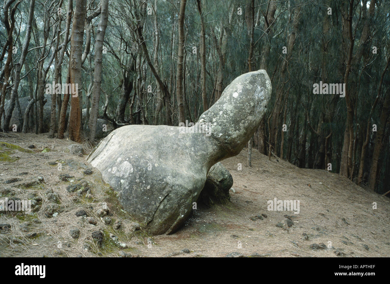 Kauleonanahoa Phallic Rock on the Hawaiian island of Molokai, near ...