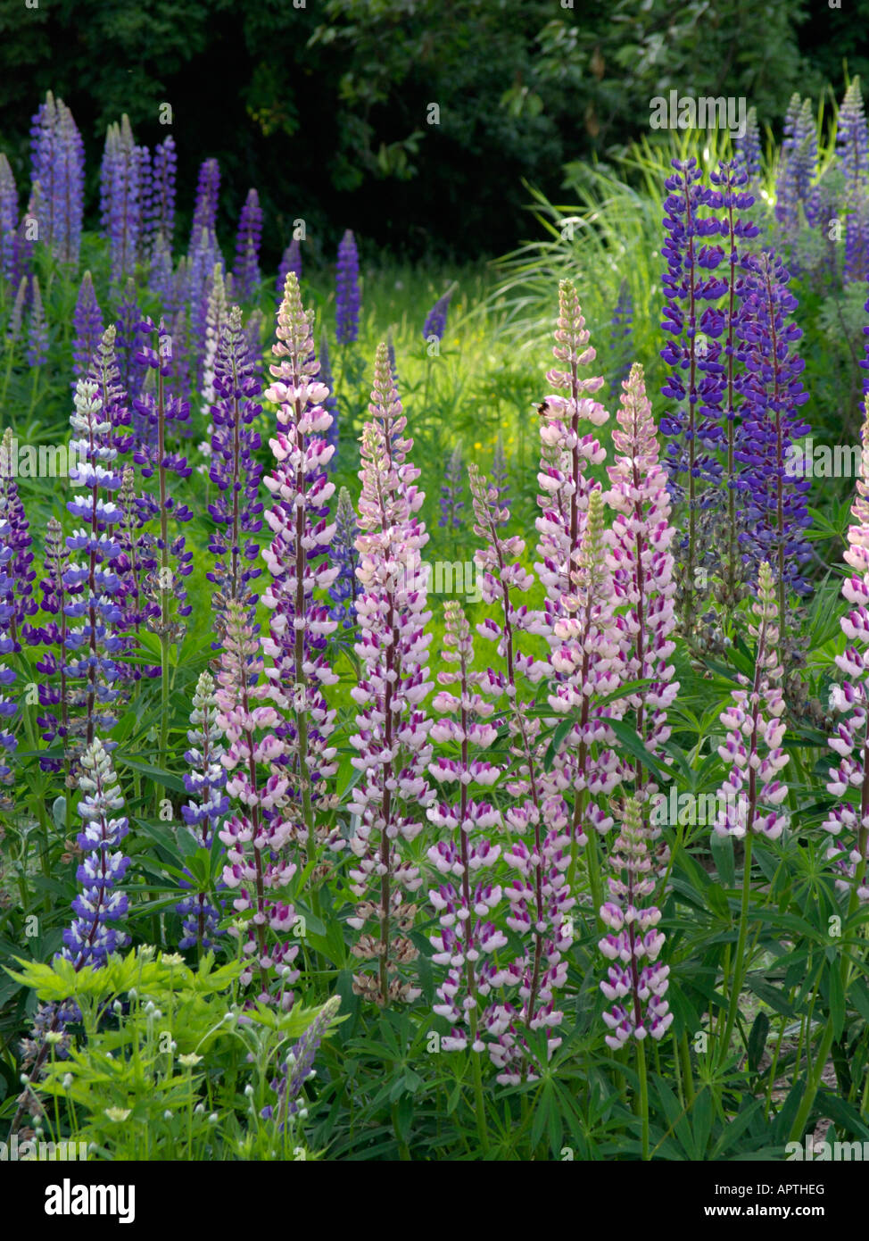Garden lupin (Lupinus polyphyllus Stock Photo - Alamy