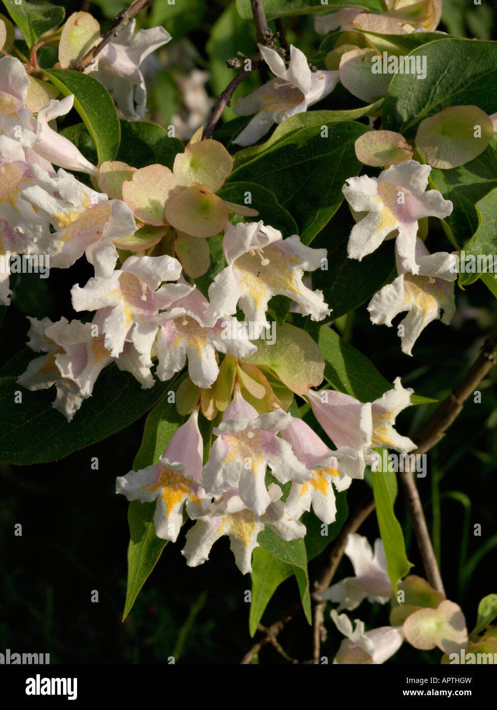 Dipelta flowering hi-res stock photography and images - Alamy