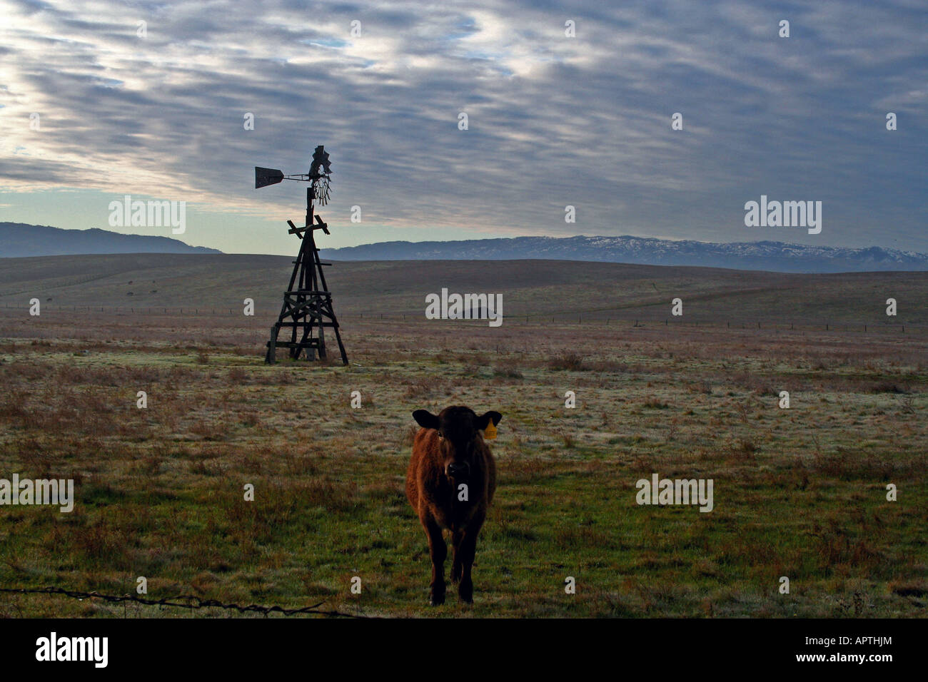 Windmill and the Cow Stock Photo - Alamy