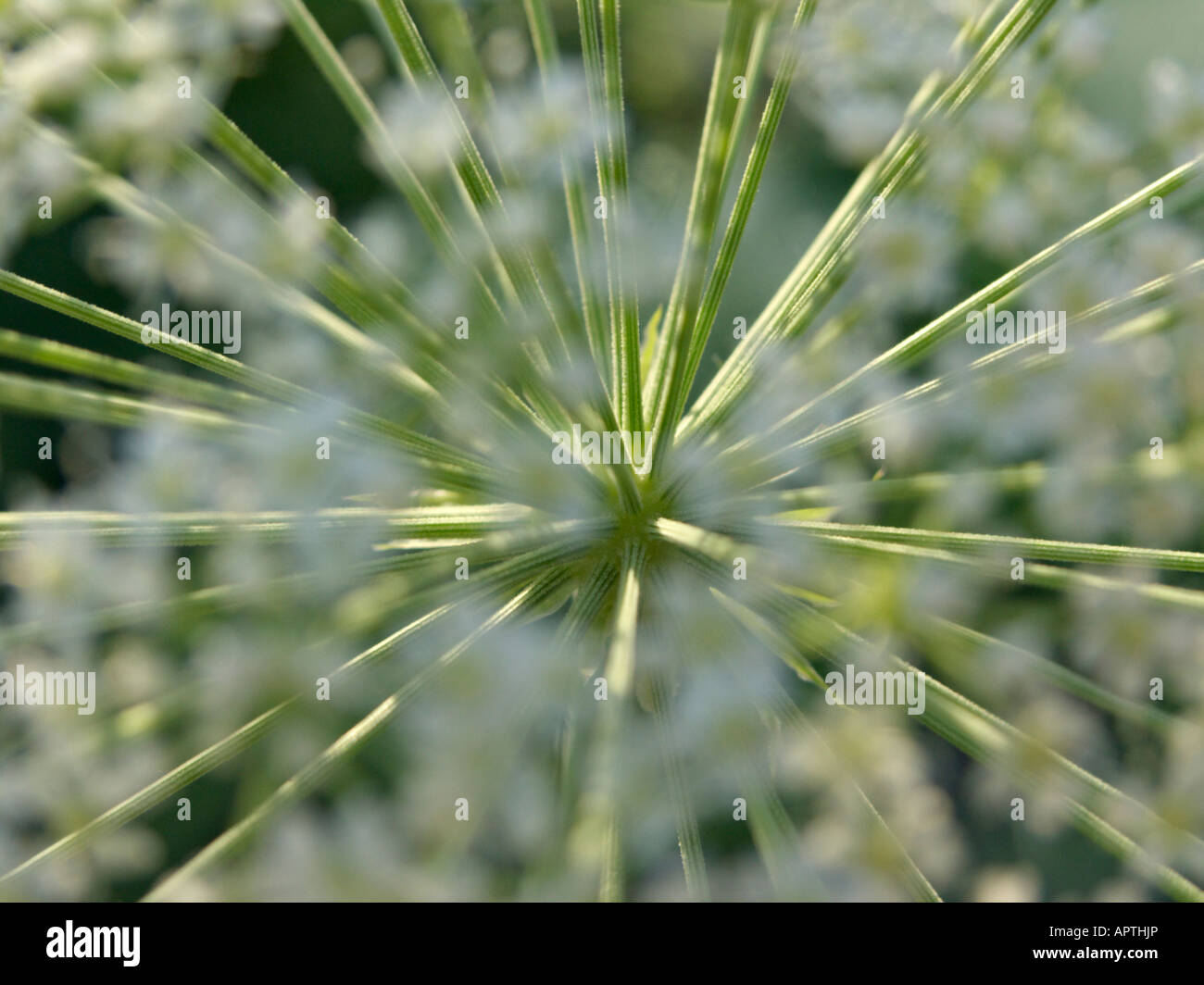 Laserpitium siler hi-res stock photography and images - Alamy