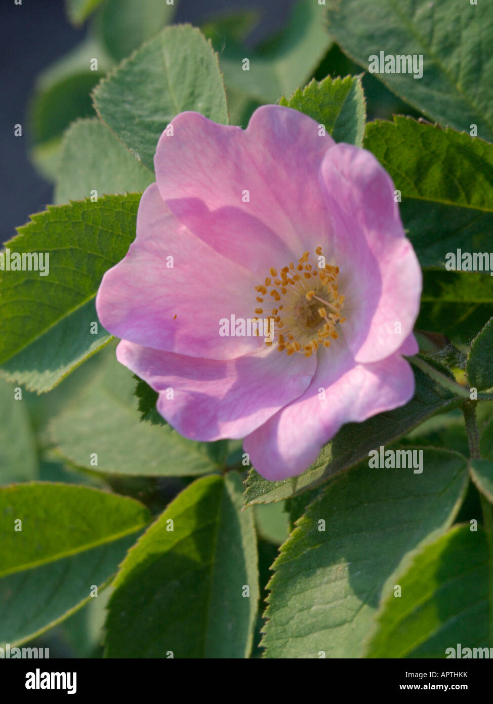 Apple rose (Rosa villosa Stock Photo - Alamy