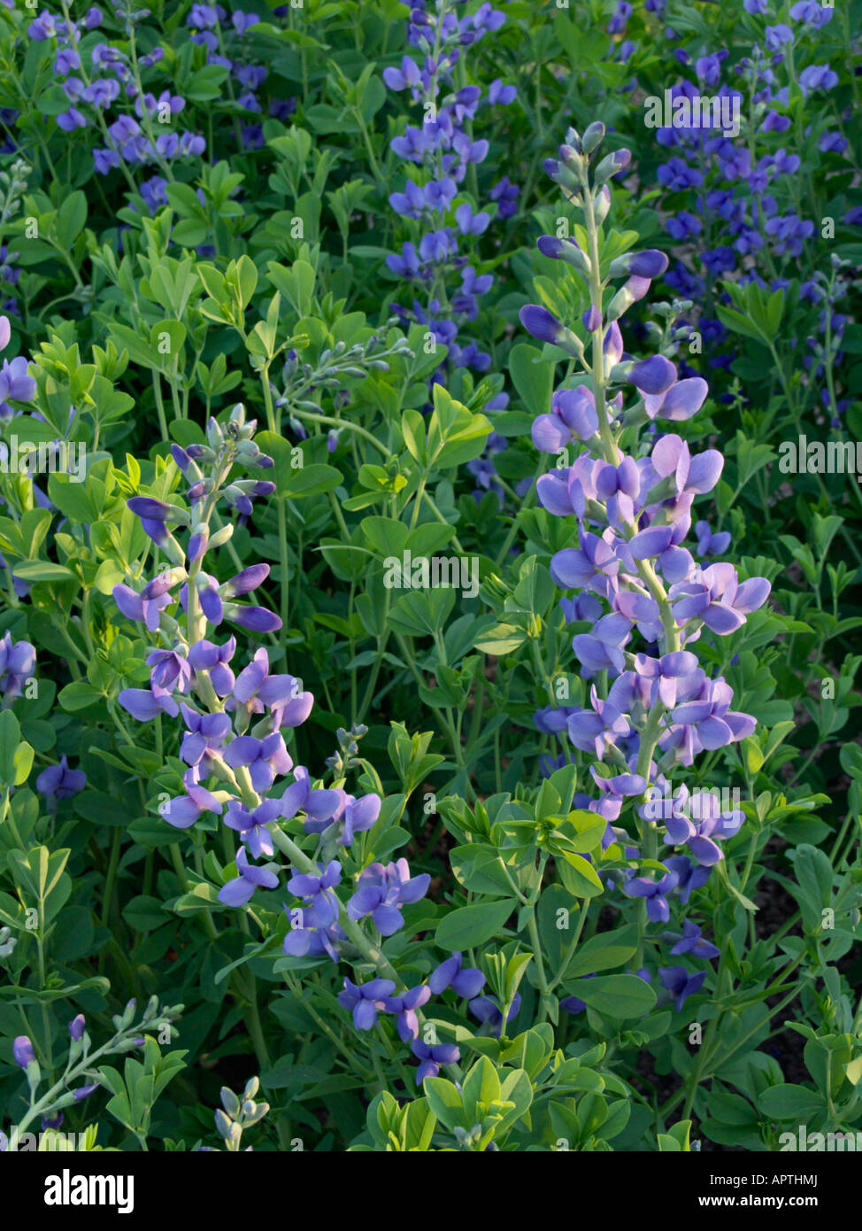 Blue false indigo (Baptisia australis Stock Photo - Alamy