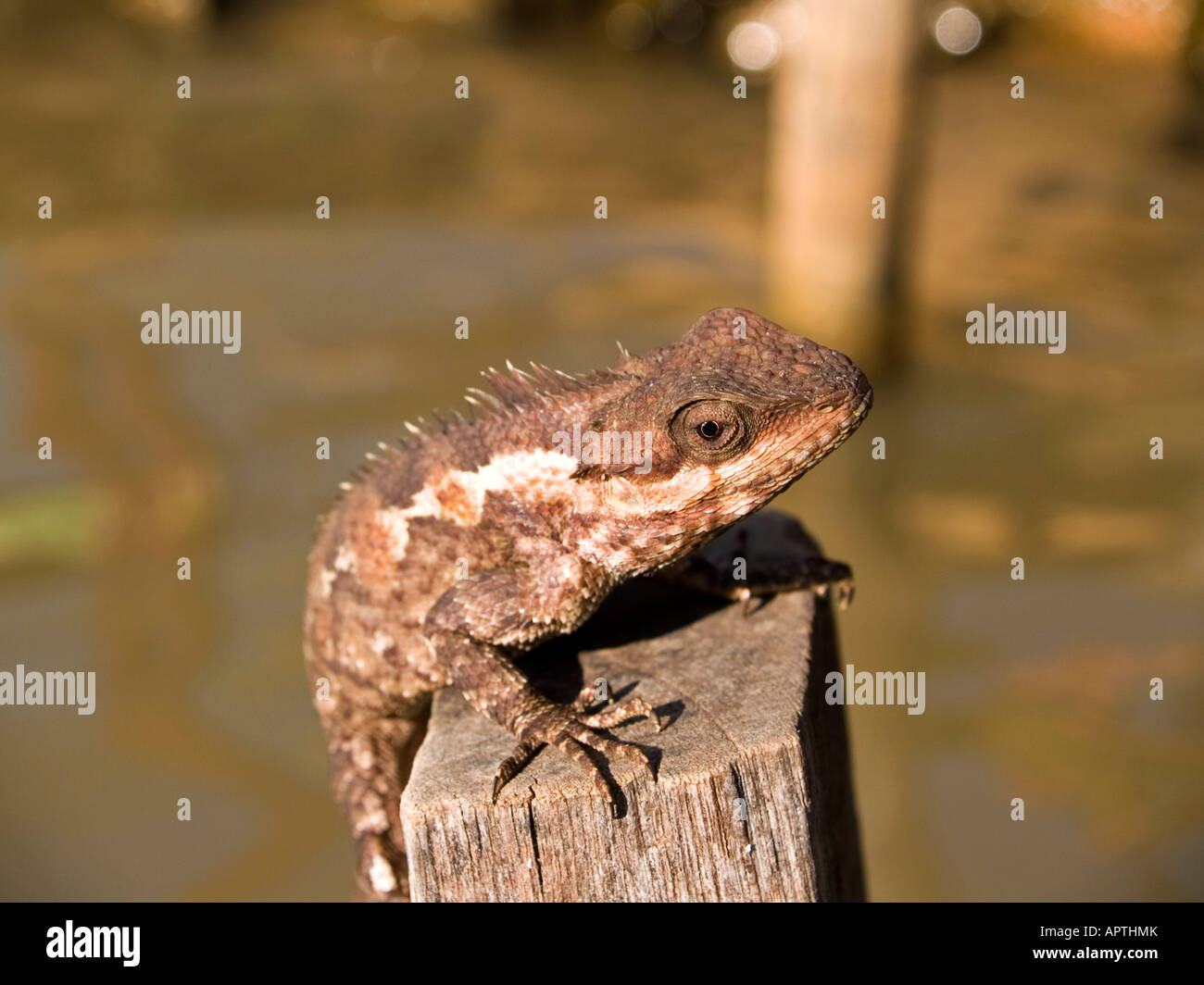lizard on a fencepost at Inle Lake in Burma Stock Photo - Alamy