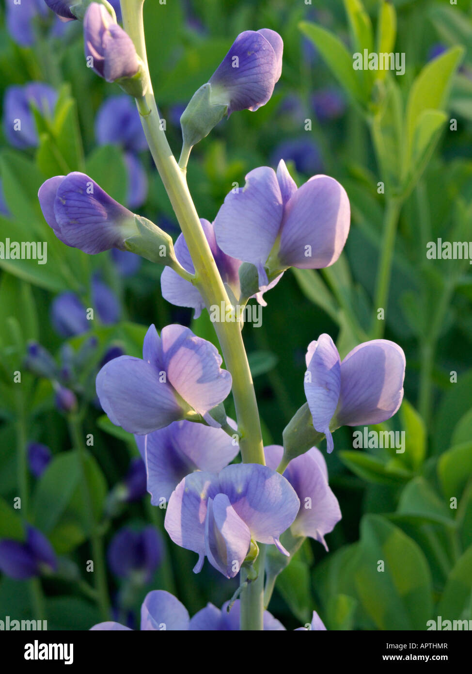 Blue false indigo (Baptisia australis Stock Photo - Alamy