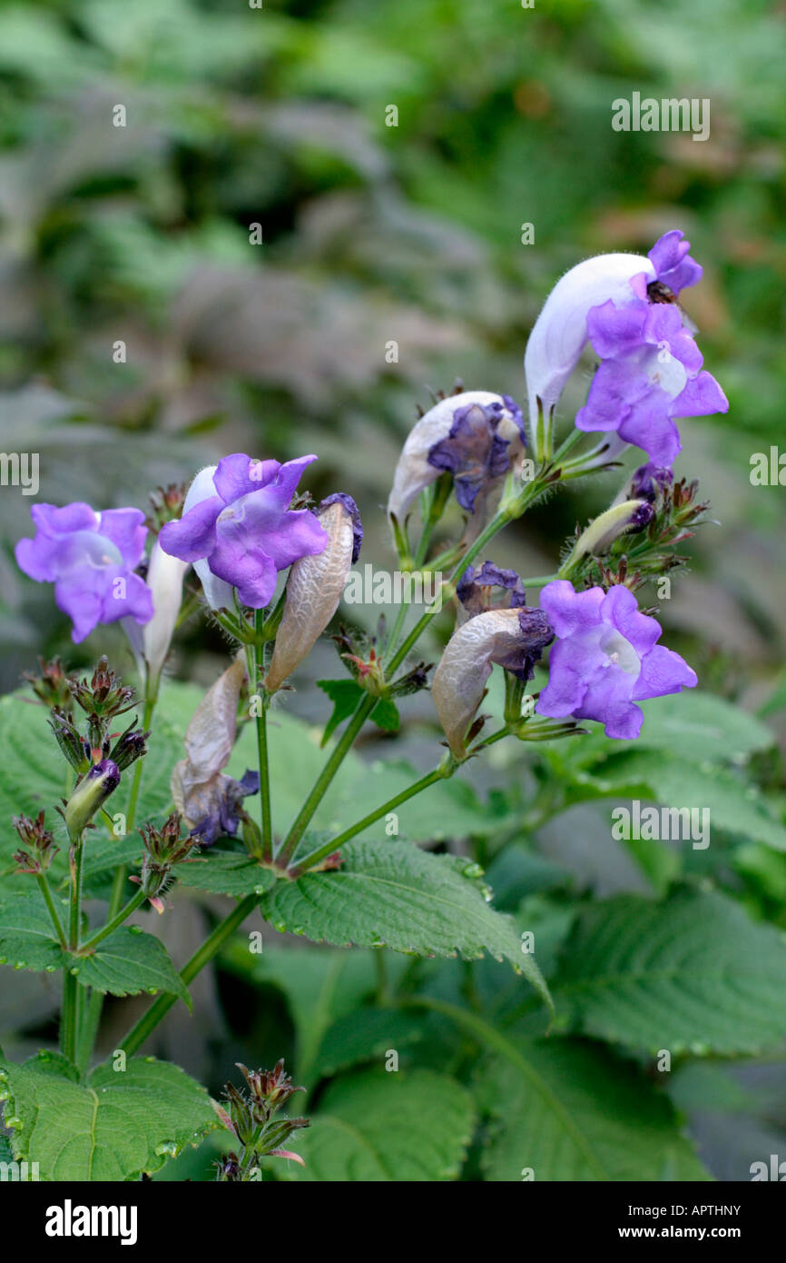 STROBILANTHES ATTENUATA (SYN S ATROPURPUREUS) IN LATE SUMMER Stock ...
