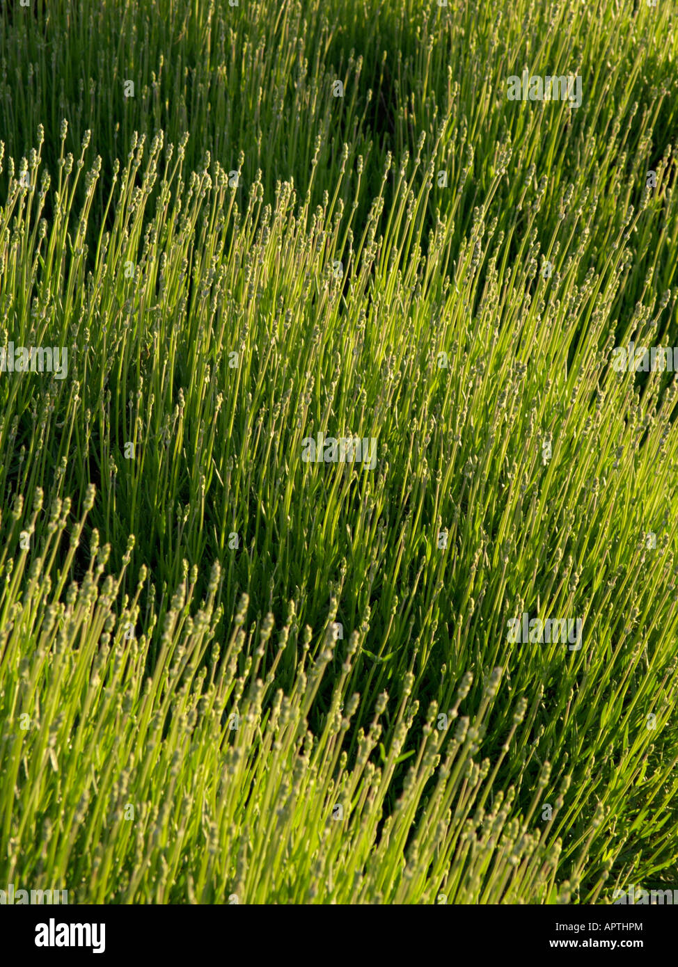 Common lavender (Lavandula angustifolia Stock Photo - Alamy