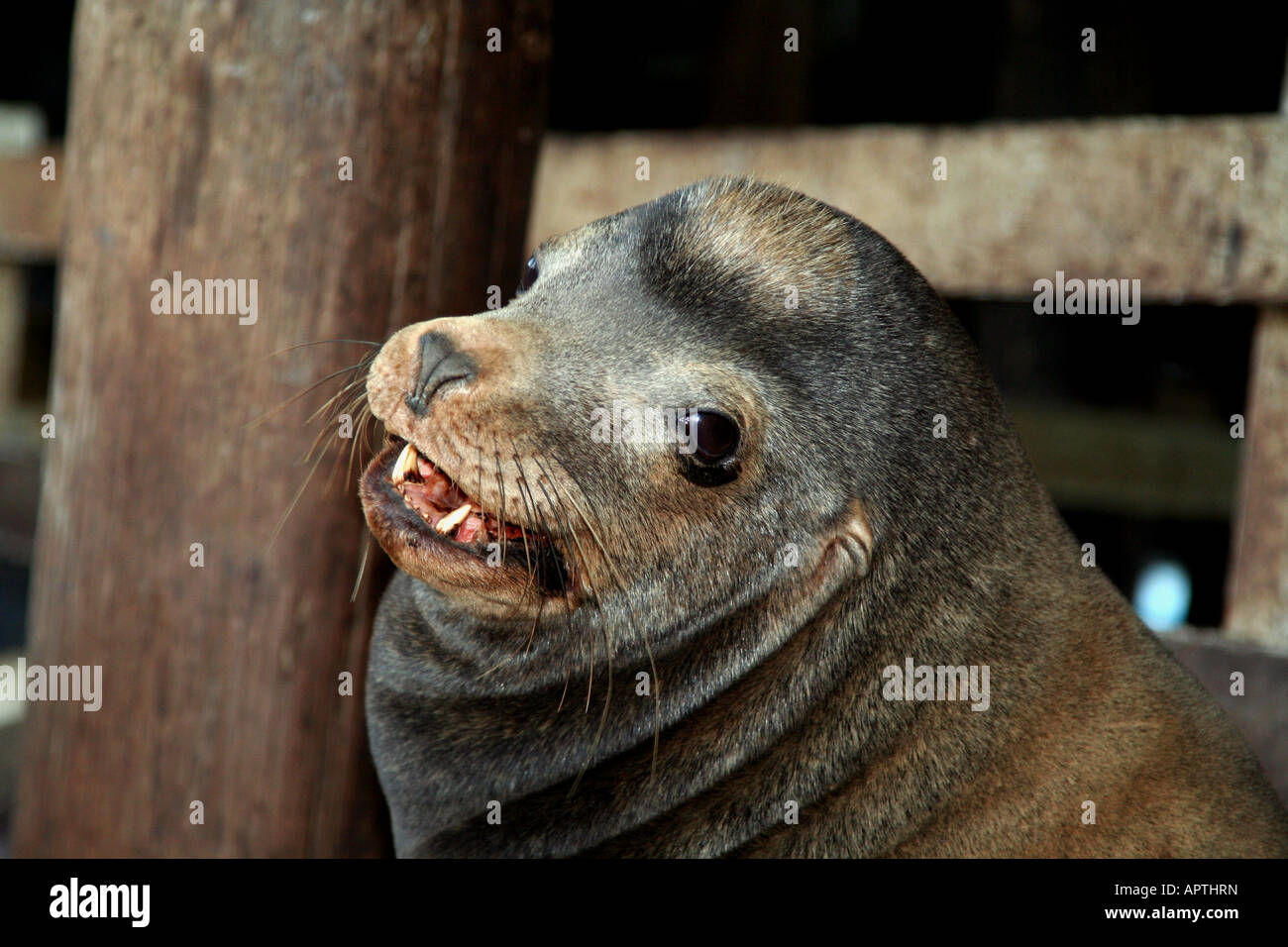 Sea Lion Basking in the sun Stock Photo - Alamy
