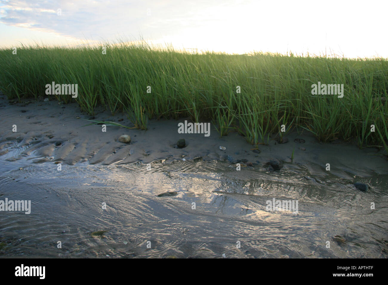A small trickle of sea water runs near seagrass under the sunset Stock ...