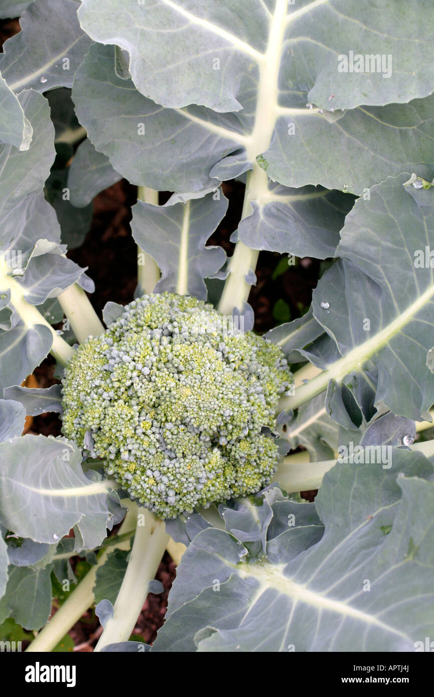 CALABRESE CHEVALIER F1 LATE AUGUST Stock Photo - Alamy