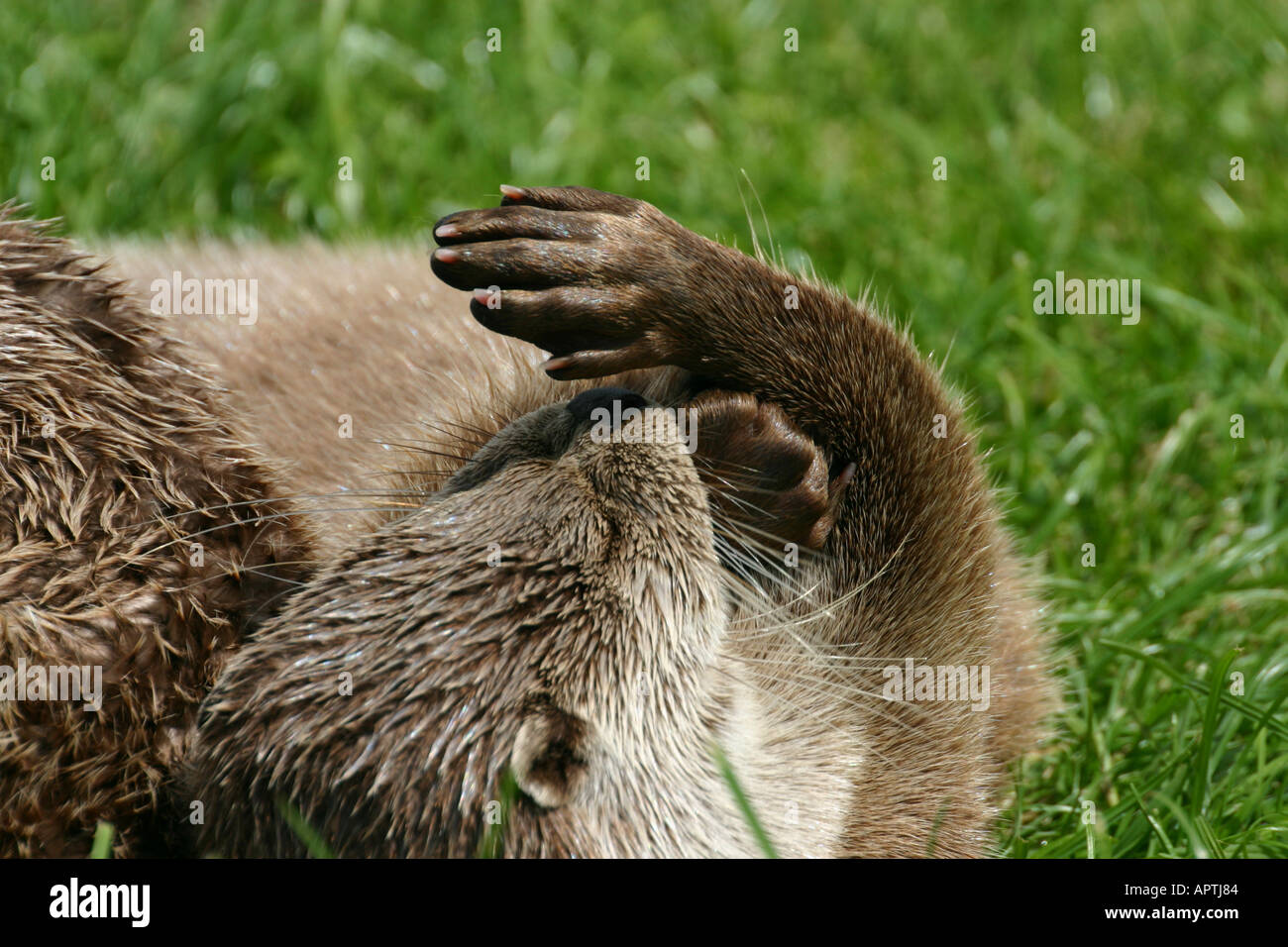 Otter, Lutra lutra Stock Photo - Alamy