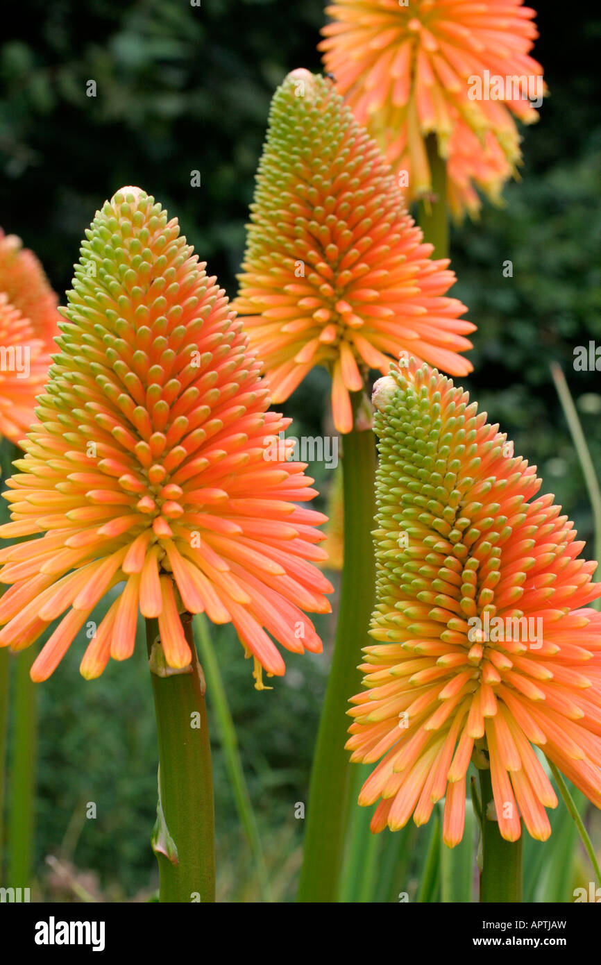 KNIPHOFIA ROOPERI IN EARLY SEPTEMBER Stock Photo - Alamy