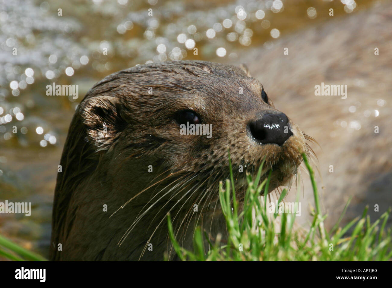 Otter, Lutra lutra Stock Photo - Alamy