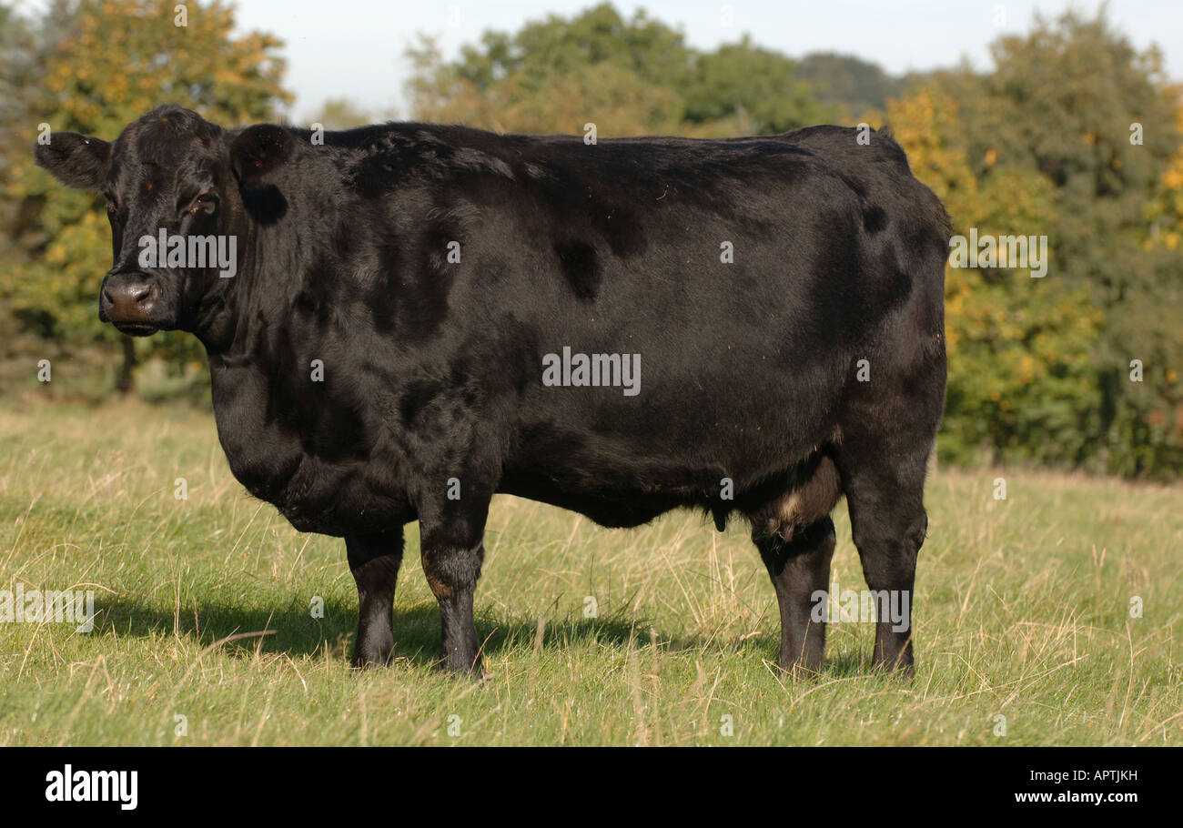 Black Aberdeen Angus In Scotland High Resolution Stock Photography and ...