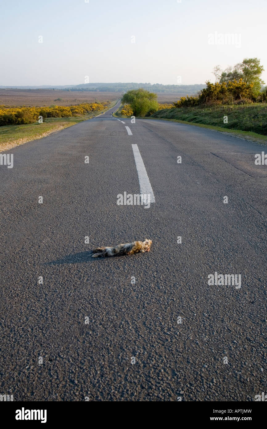 Dead rabbit lying in the road Thorney Hill New Forest National Park ...