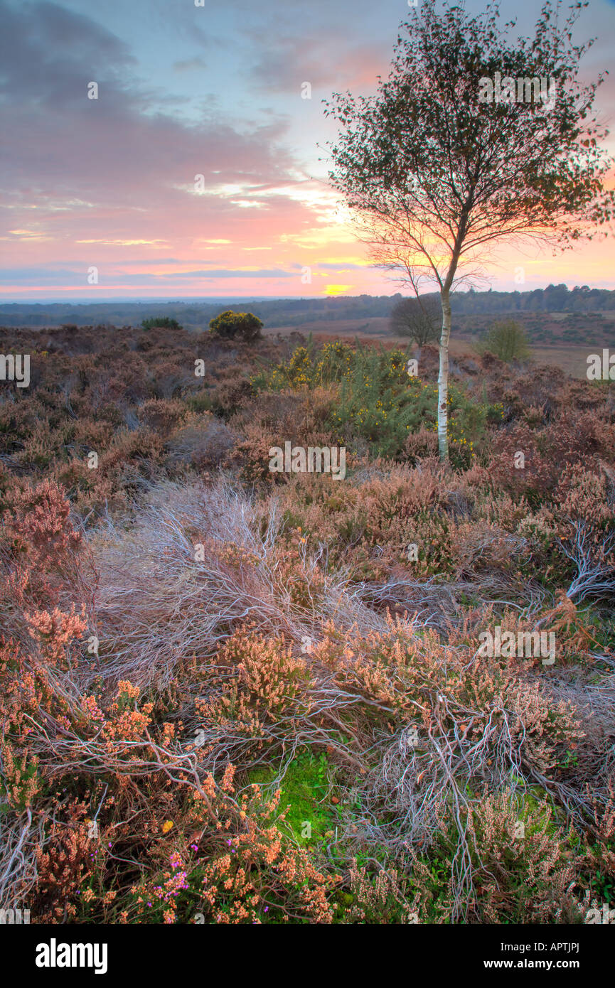 High Dynamic Range picture of sunset at Picket Hill New Forest National ...