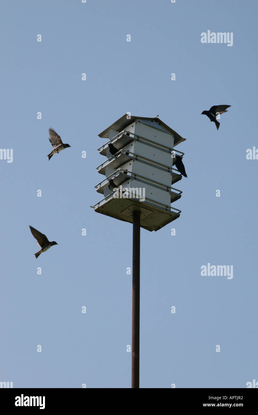 Purple martin birdhouse hi-res stock photography and images - Alamy