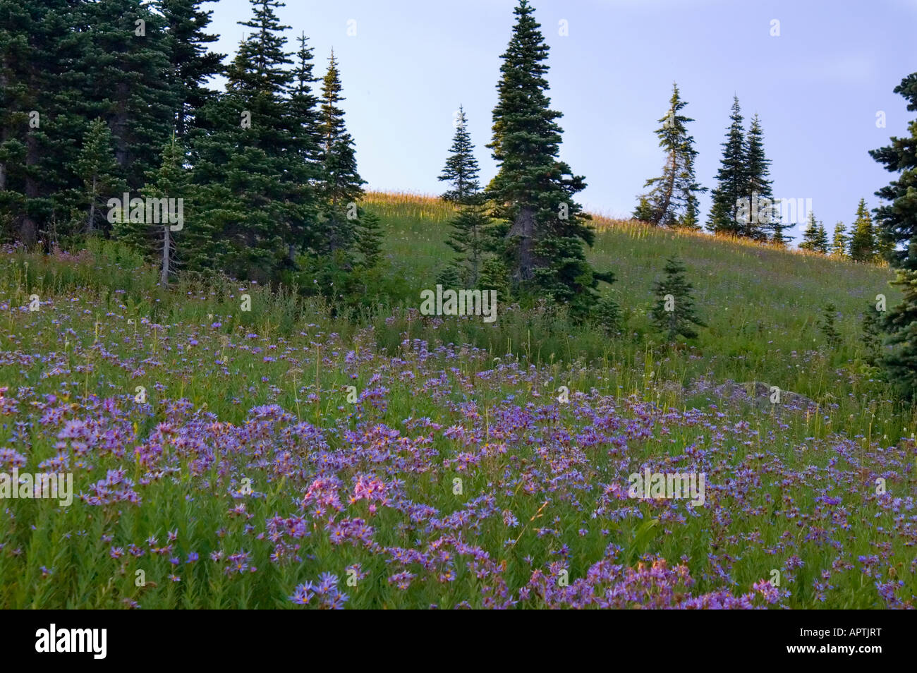 Mount rainer national park wildflowers hi-res stock photography and ...