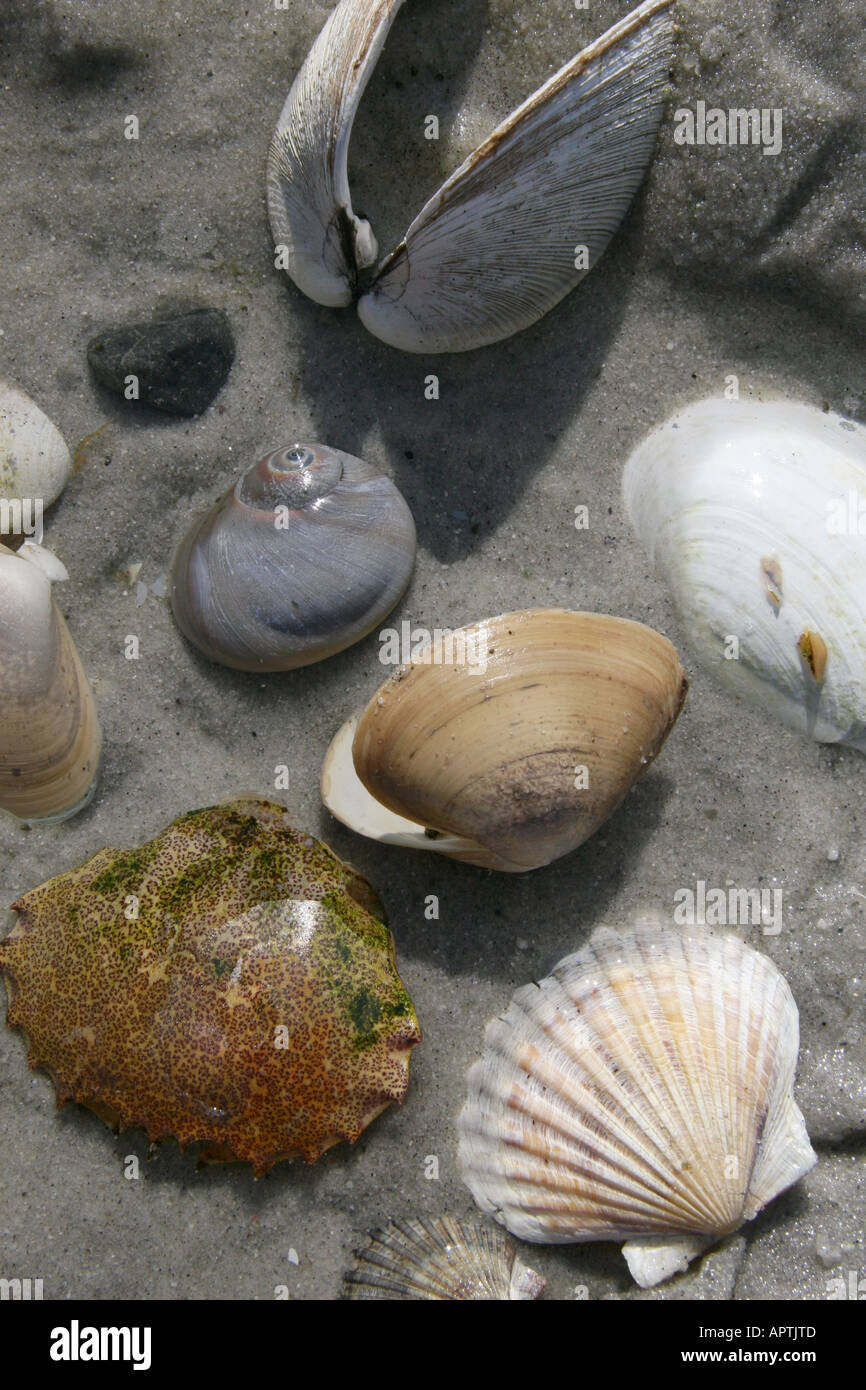Finding shells hi-res stock photography and images - Alamy