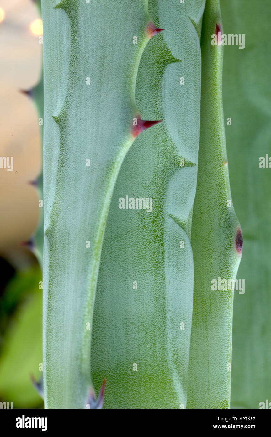 Flower Show abstract shot of spines on the leaves of an agave Stock ...