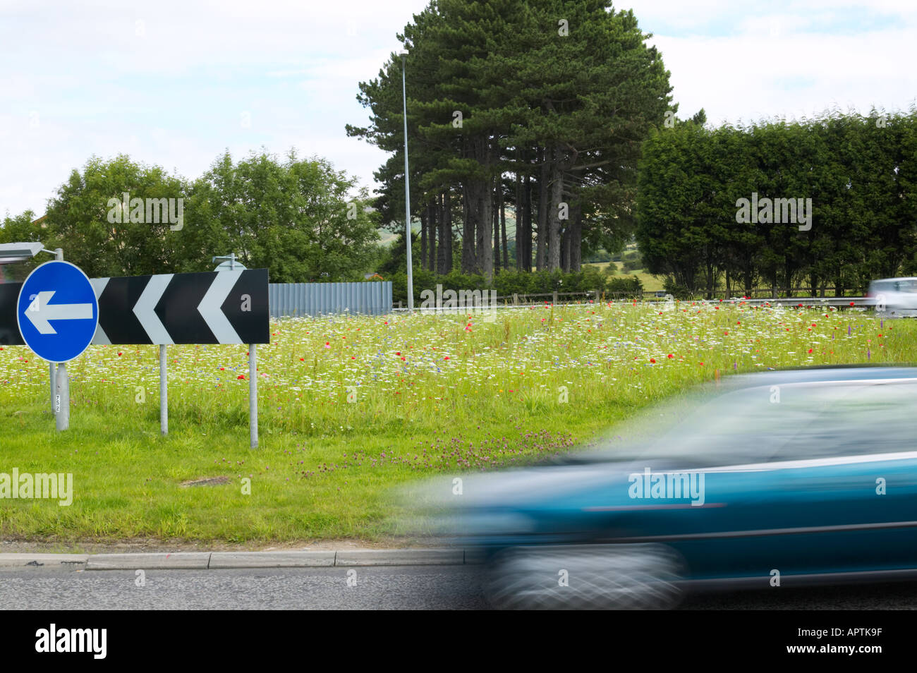 busy roundabout planted with arable weed wildflower and wild seed mix ...