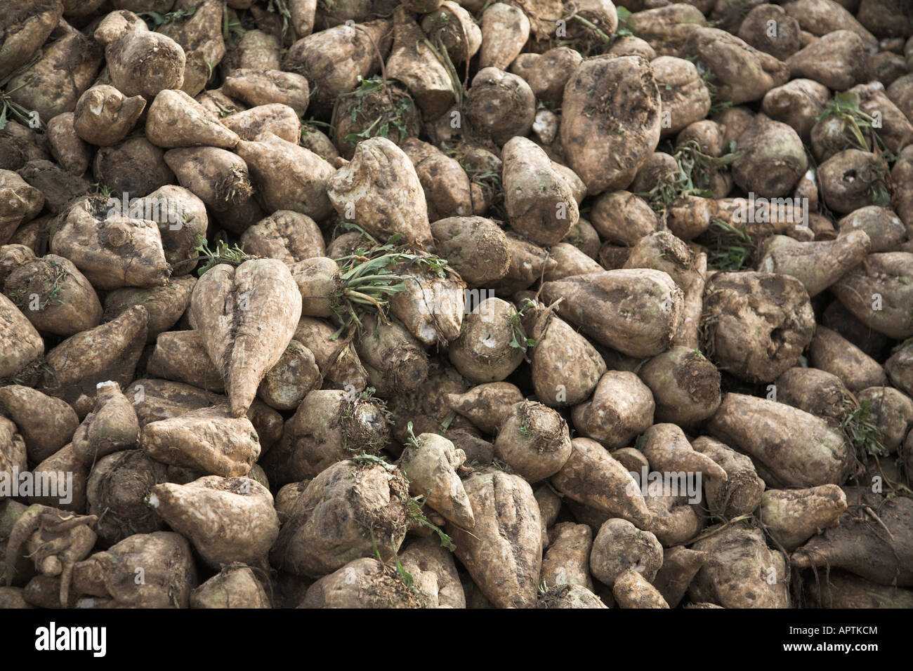 Pile sugar beet hi-res stock photography and images - Alamy