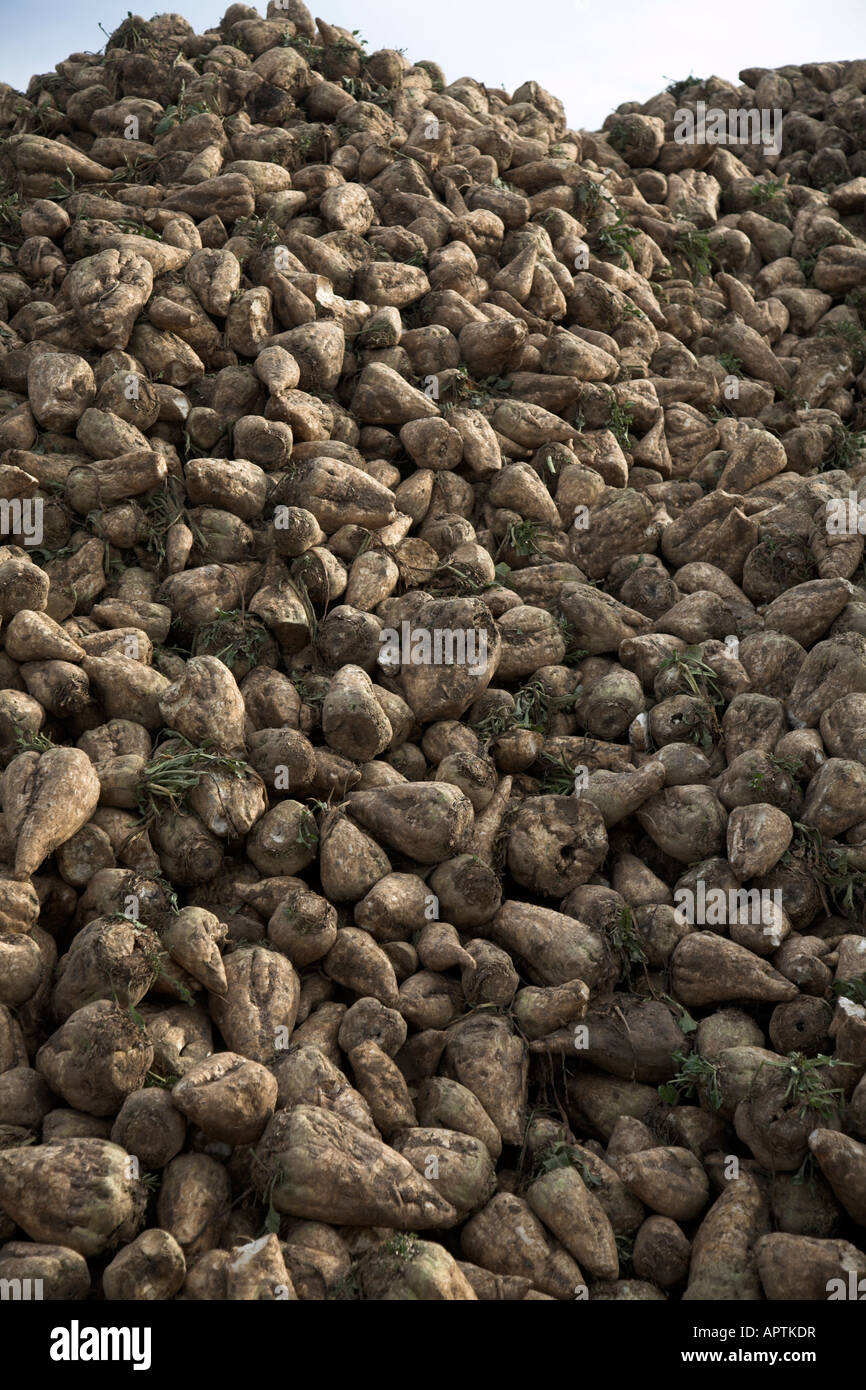 Pile of sugar beet Stock Photo - Alamy